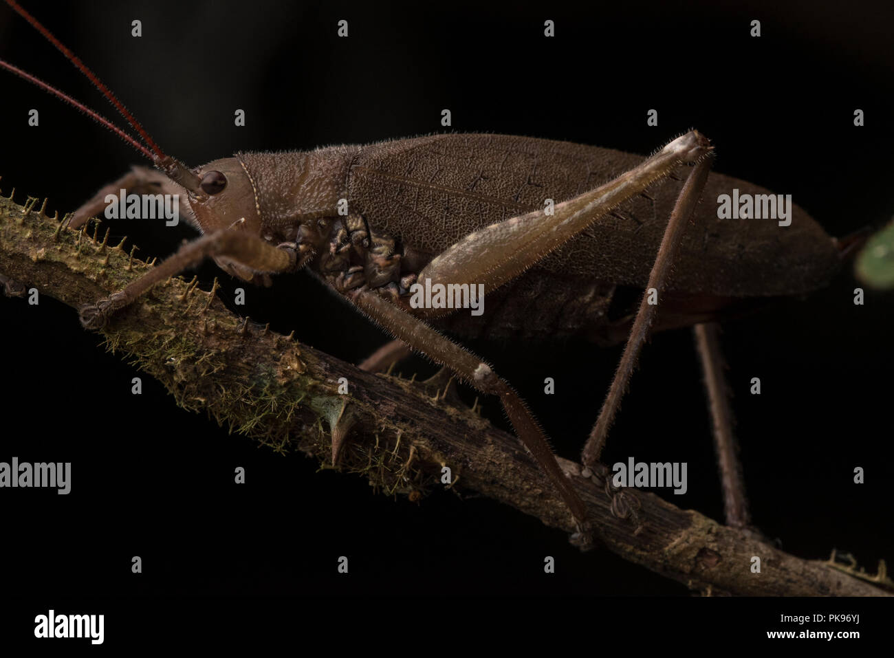Tropical rainforest stick insect hi-res stock photography and images ...
