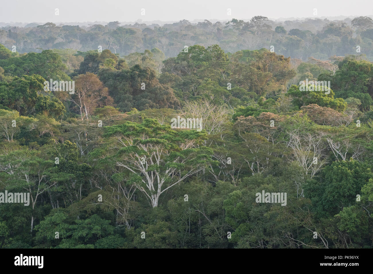 A view of the jungle canopy of the Amazon jungle in Southern Peru in ...