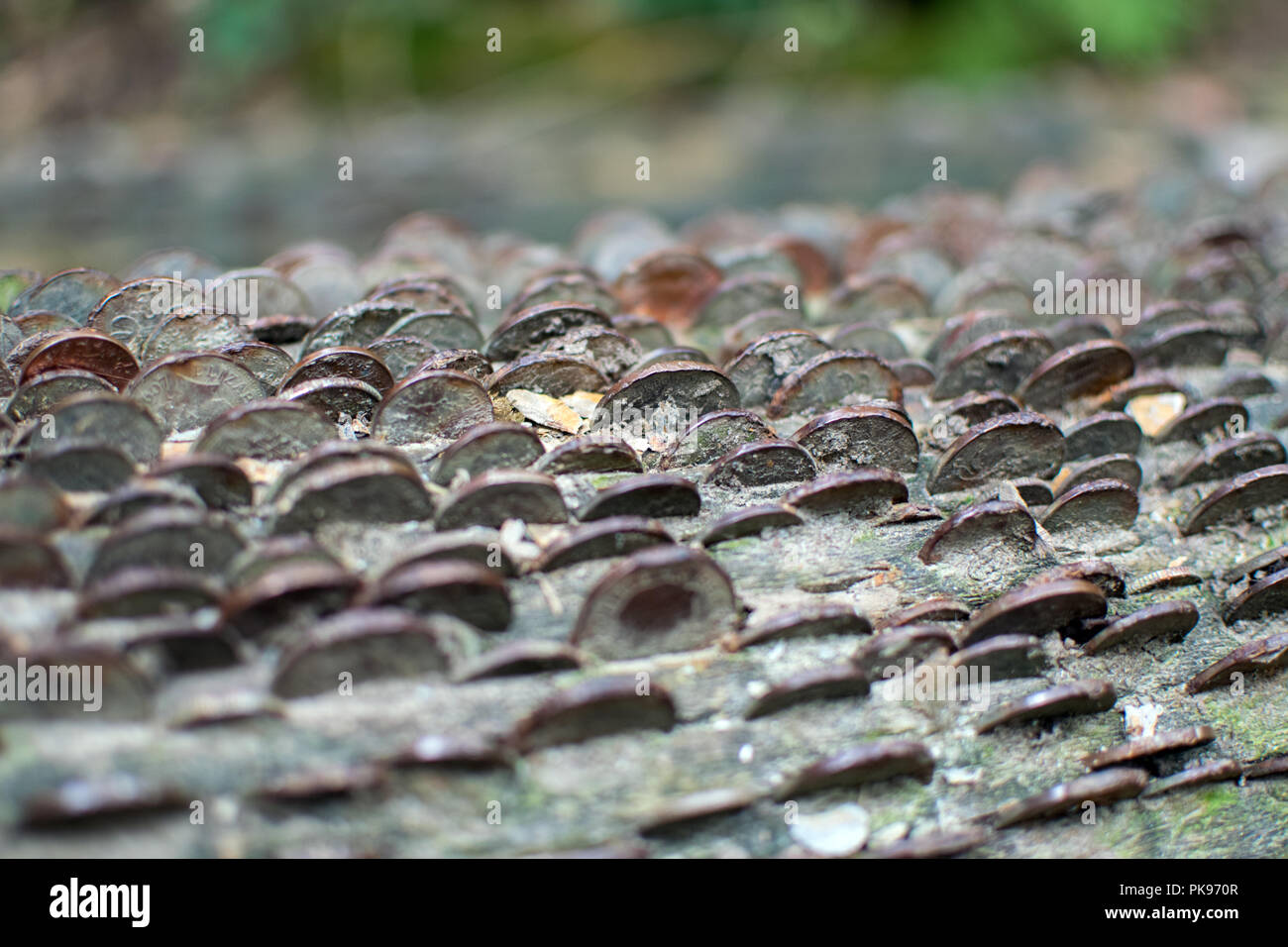 Coins in a Wish Tree Tree - St Nectans Glen, Cornwall UK Stock Photo ...