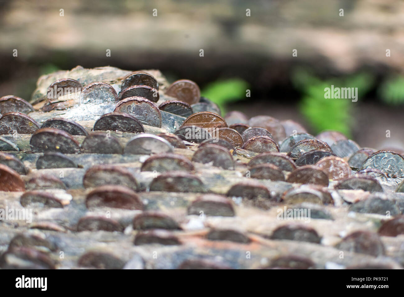 Coins in a Wish Tree Tree - St Nectans Glen, Cornwall UK Stock Photo ...