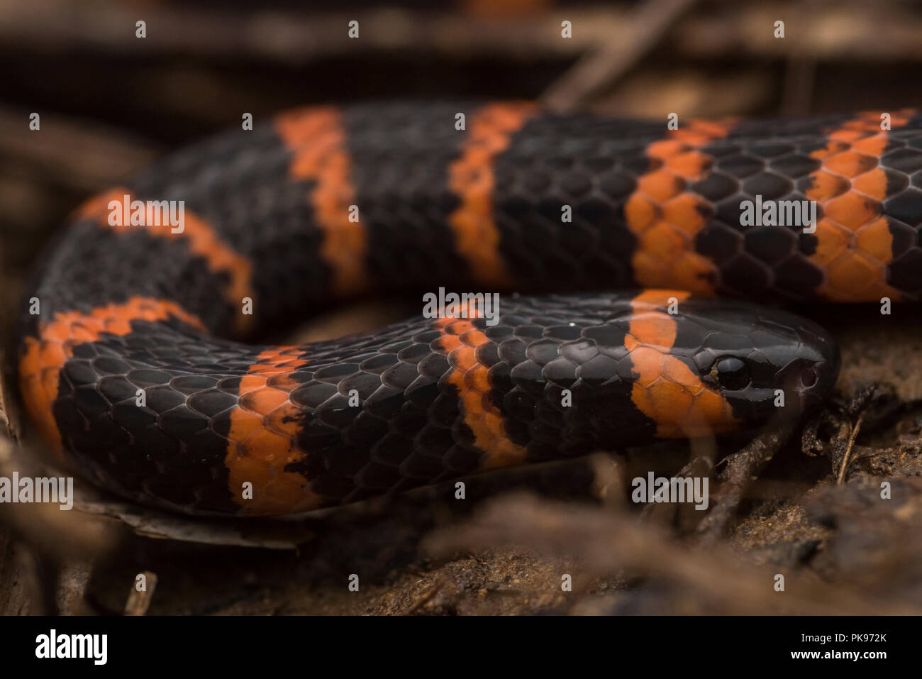 Dangerously venomous annellated coral snake (Micrurus annellatus) from ...