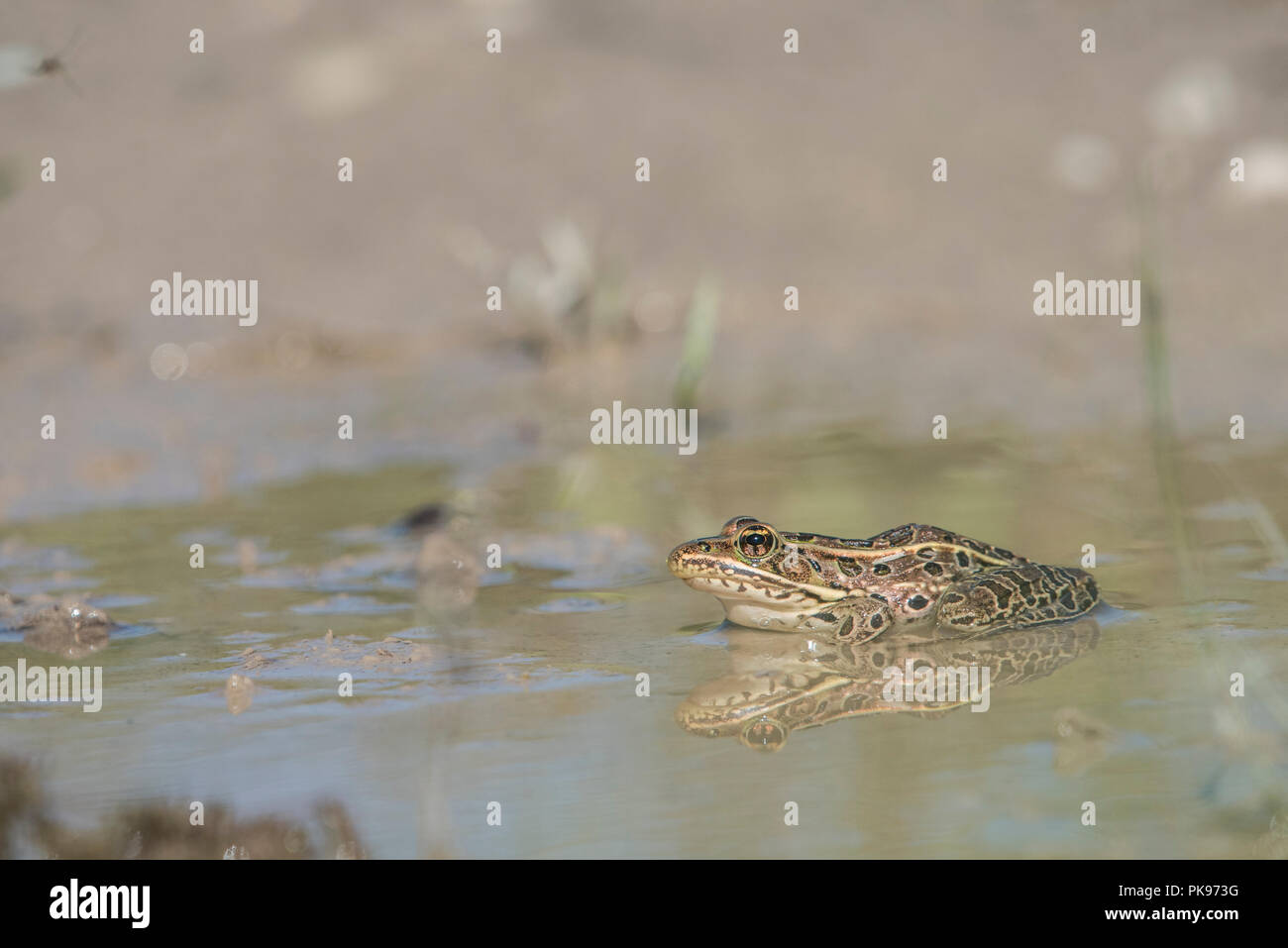 Mud puddle frog hi-res stock photography and images - Alamy