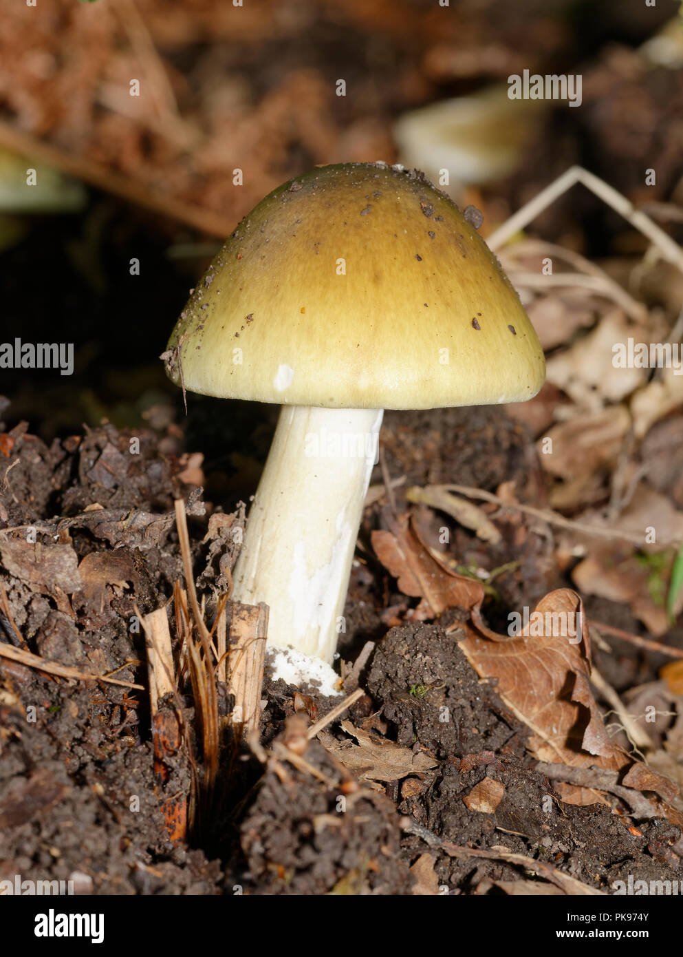 Death Cap Fungi - Amanita phalloides Growing in Forest of Dean Oak ...