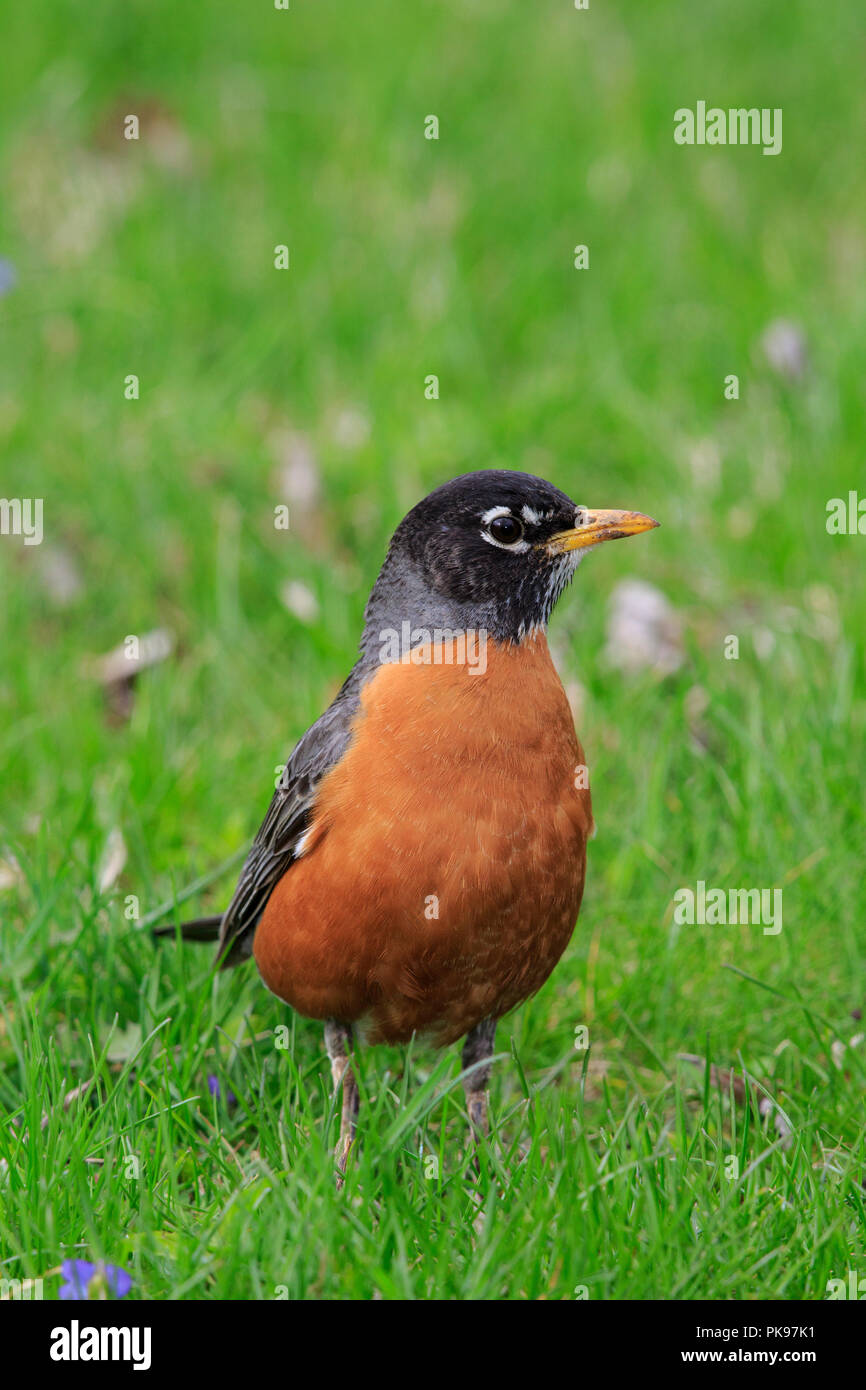 Robin bird ground hi-res stock photography and images - Alamy