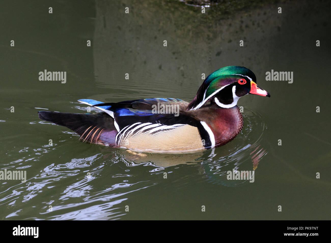 Male wood duck hi-res stock photography and images - Alamy