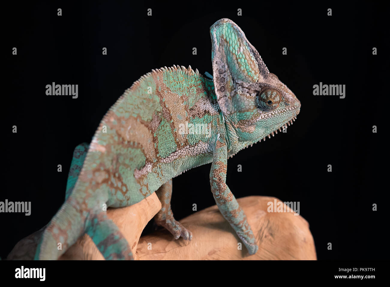 A close up of a yemen Chameleon standing on wood against a black ...