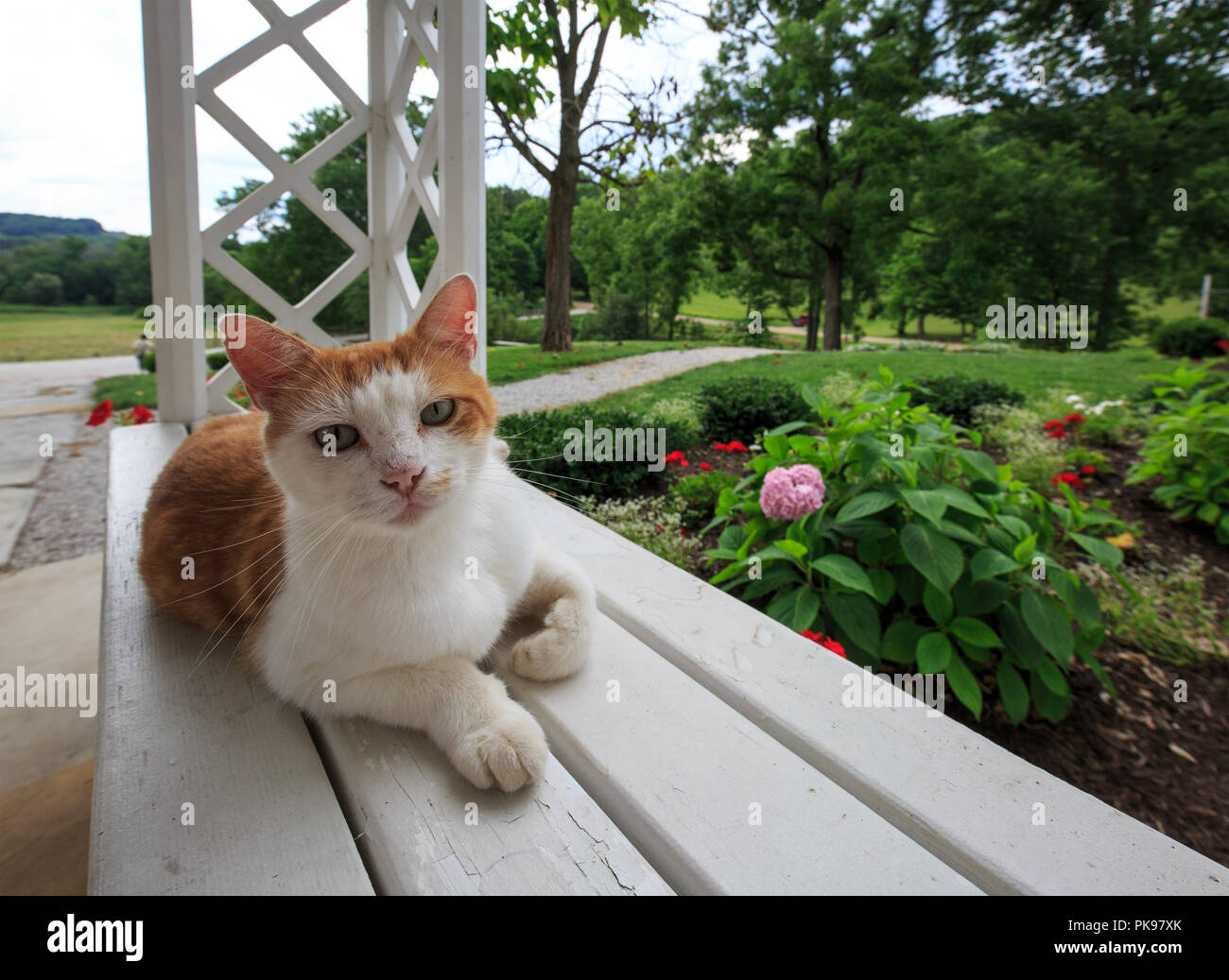 OUtdoor house cat resting on a railing Stock Photo - Alamy