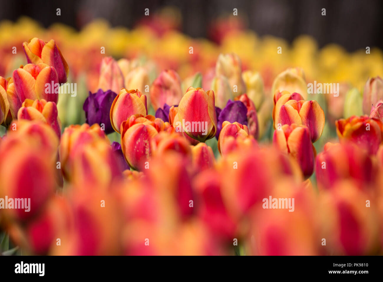 Multi Colored Tulips High Resolution Stock Photography and Images - Alamy