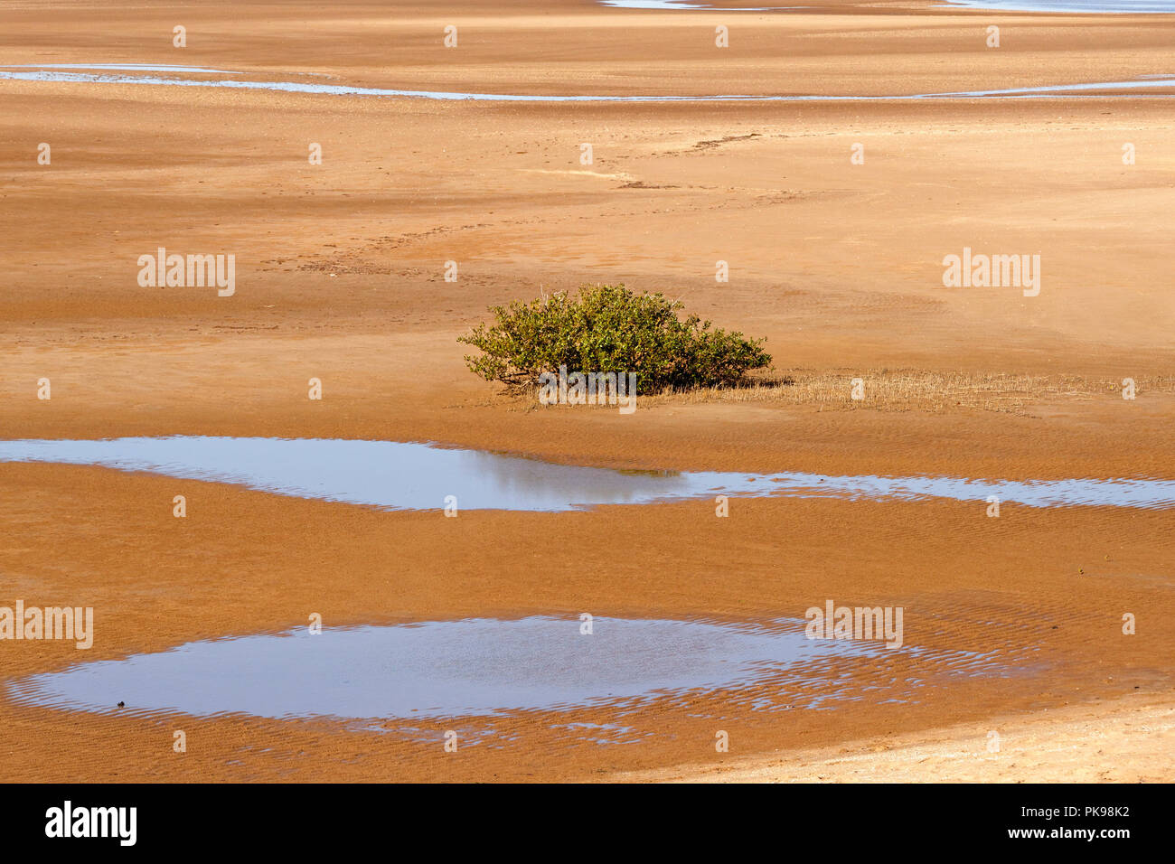 Australian mangrove hi-res stock photography and images - Alamy