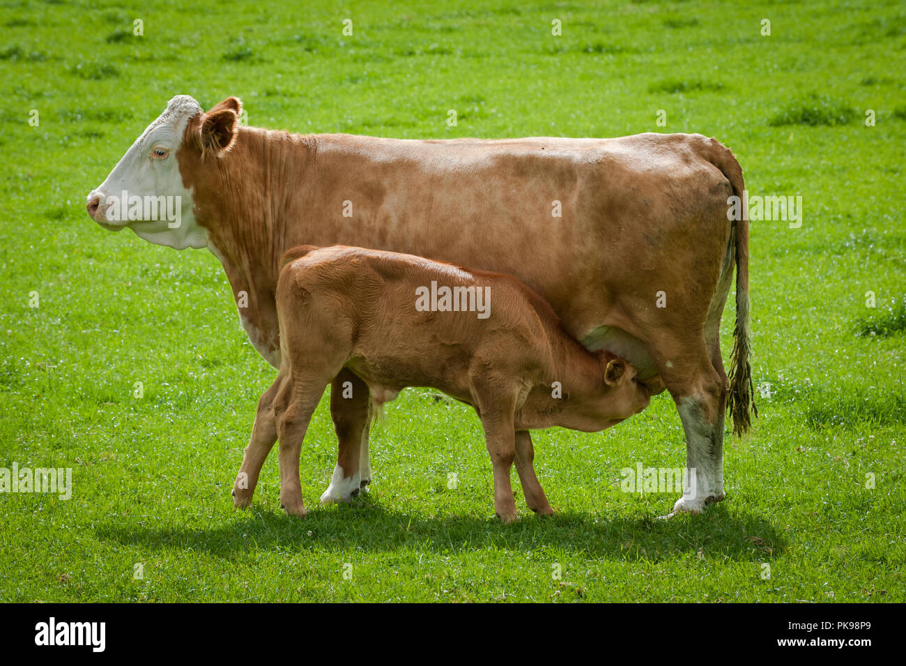 Calf drinking milk from mom's udder Stock Photo - Alamy