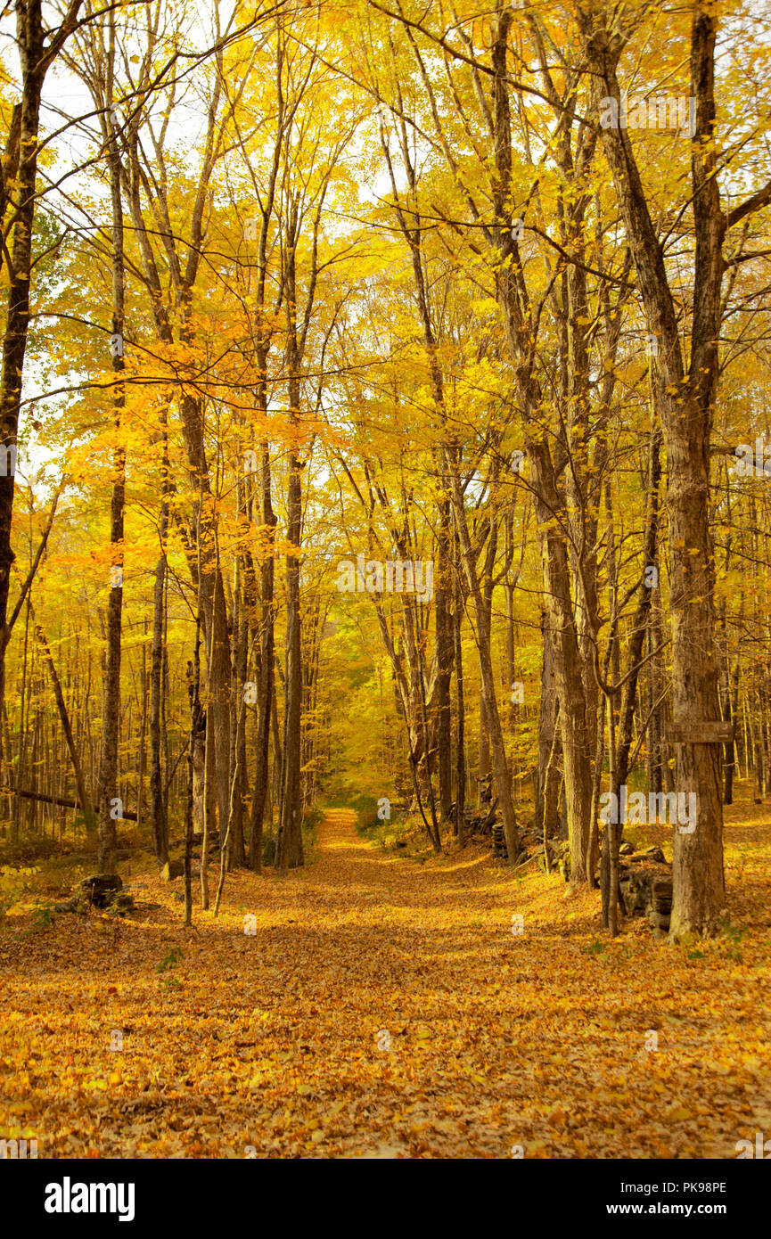 Fall foliage covering tree lined road with fall colour Stock Photo - Alamy