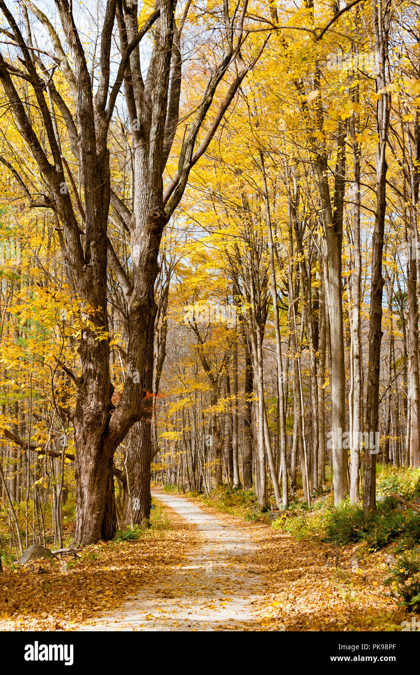 Fall foliage on tree lined lined with fall colour Stock Photo - Alamy
