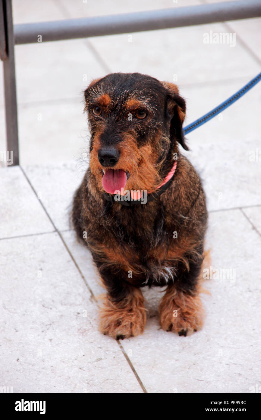 Terrier dogs. Dog is outdoor on the street. The portrait of cute funny ...