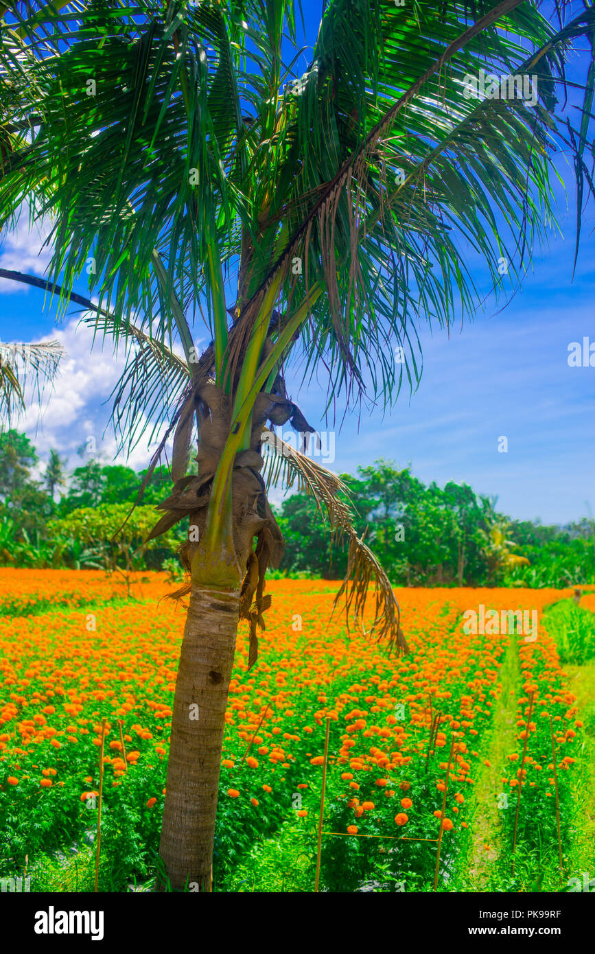Landscape of the Bali island, Indonesia. Bali is an Indonesian island ...
