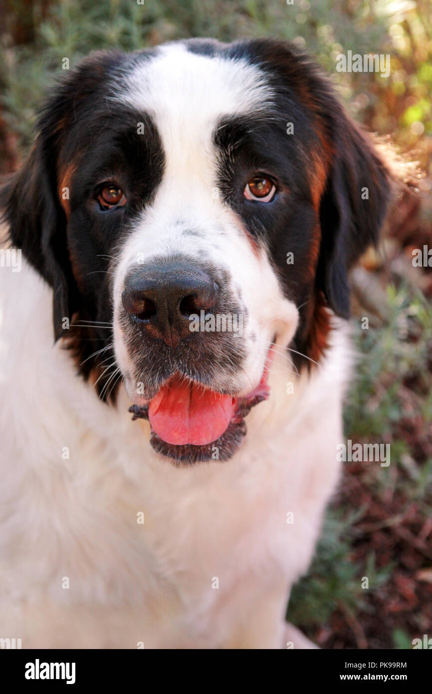 Dog Saint Bernard in garden. The portrait of beautiful cute funny Saint ...