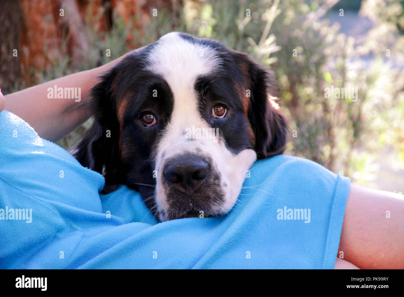 Dog Saint Bernard in garden. The portrait of beautiful cute funny Saint ...