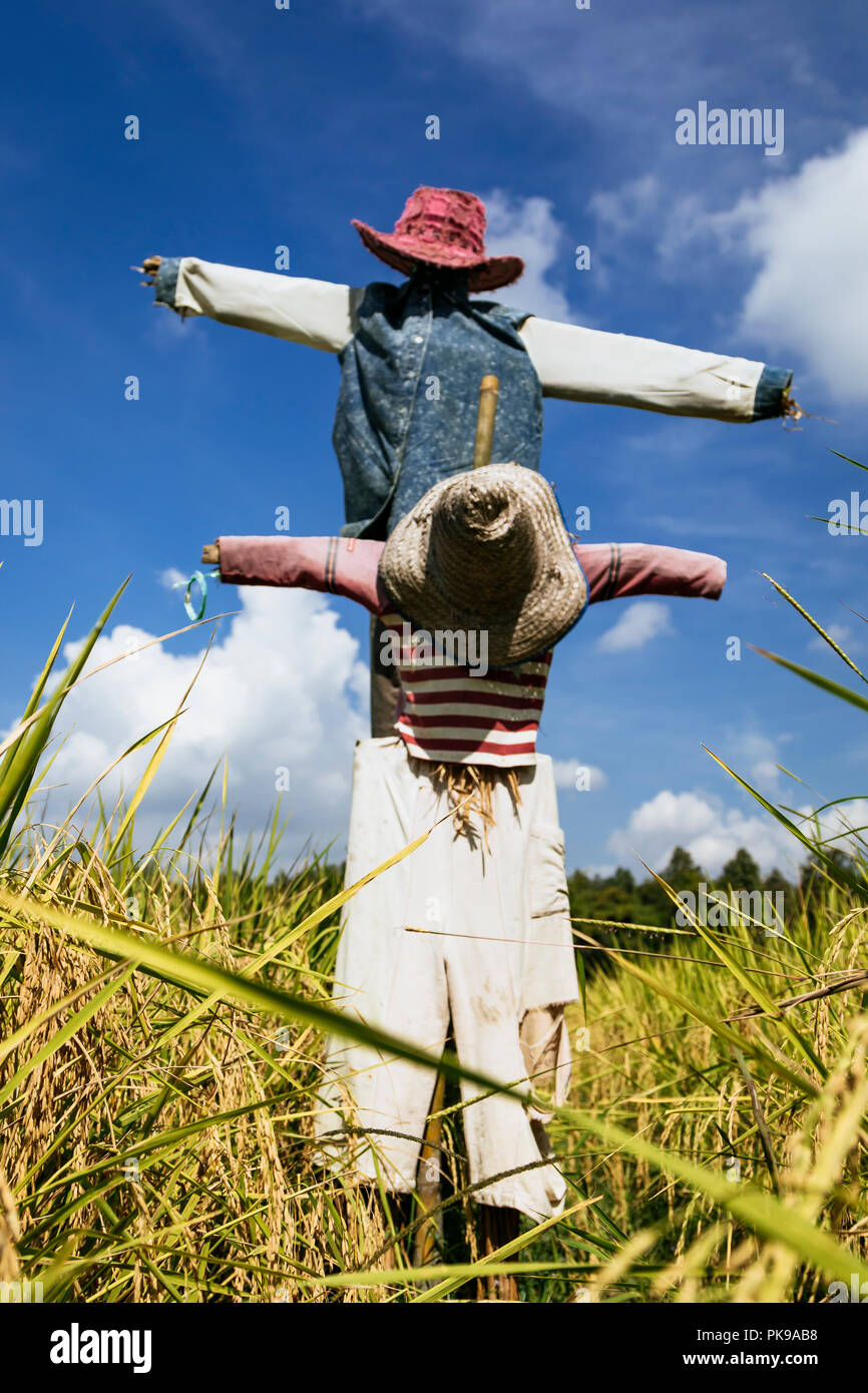 Scarecrow in field in Chiang Mai Thailand Stock Photo - Alamy