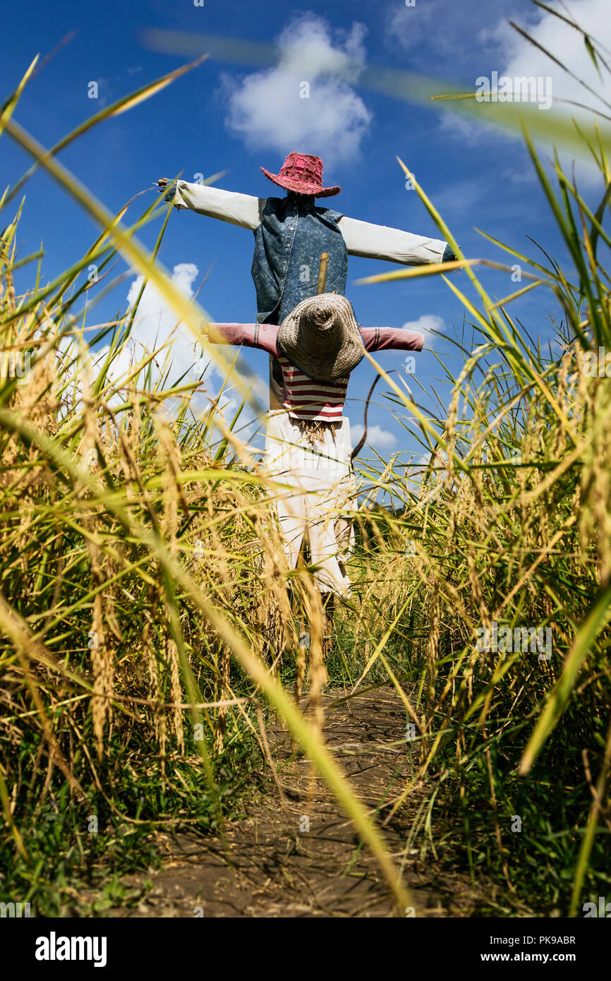 Halloween scarecrow in corn field hi-res stock photography and images ...