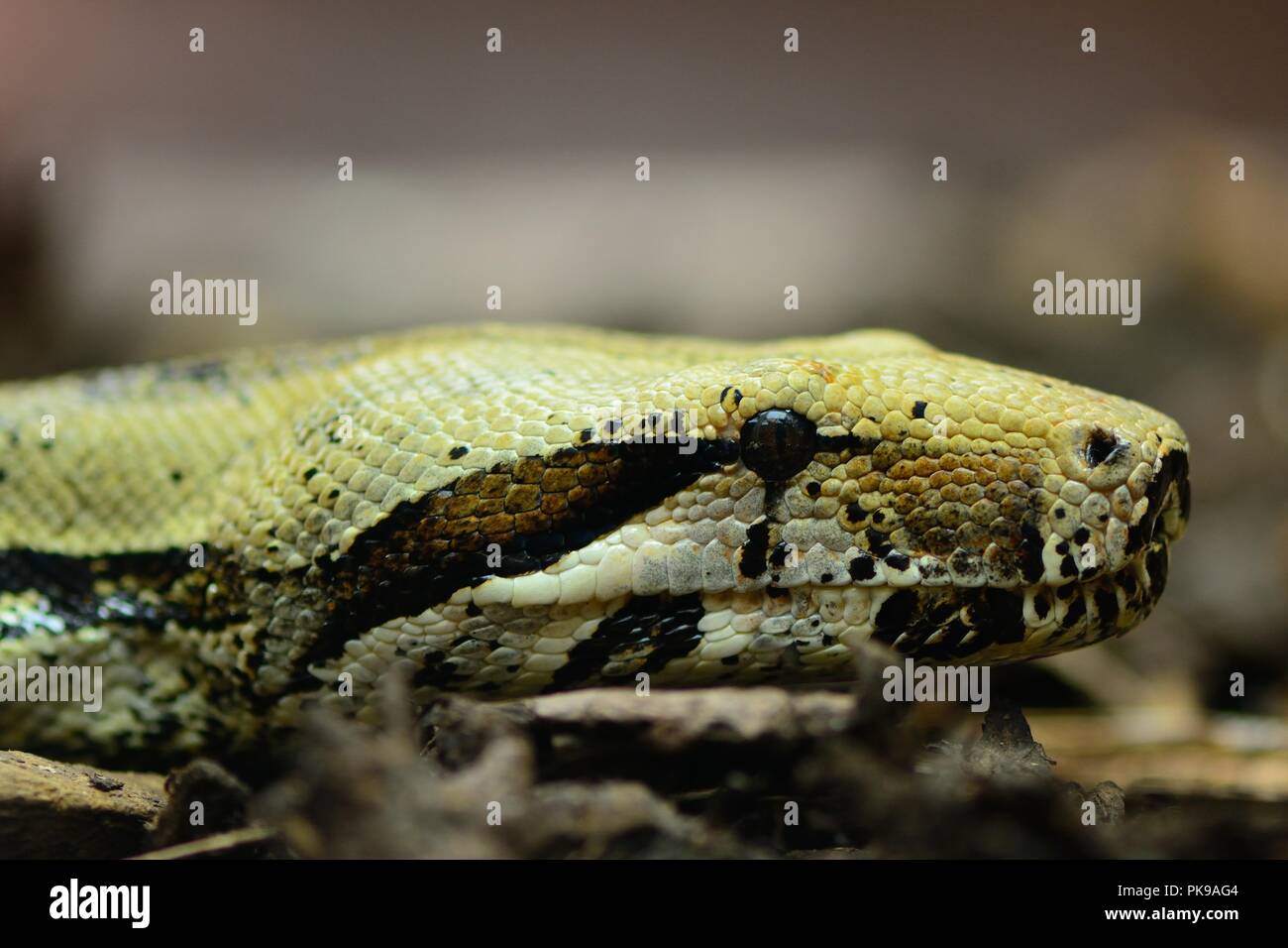 Head shot of a boa constrictor Stock Photo - Alamy