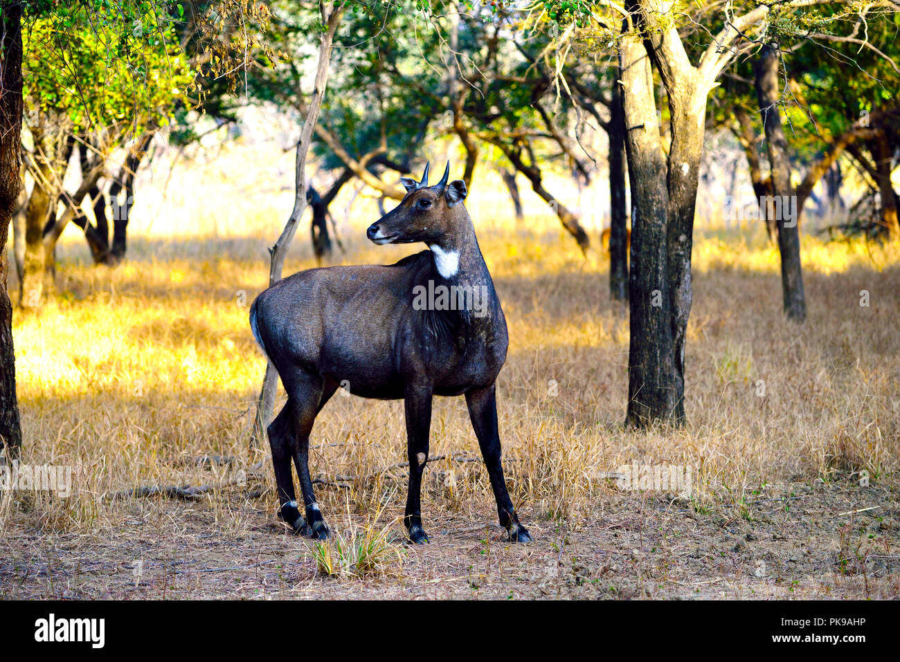 Reindeer in Ranthambore forest, India Stock Photo - Alamy