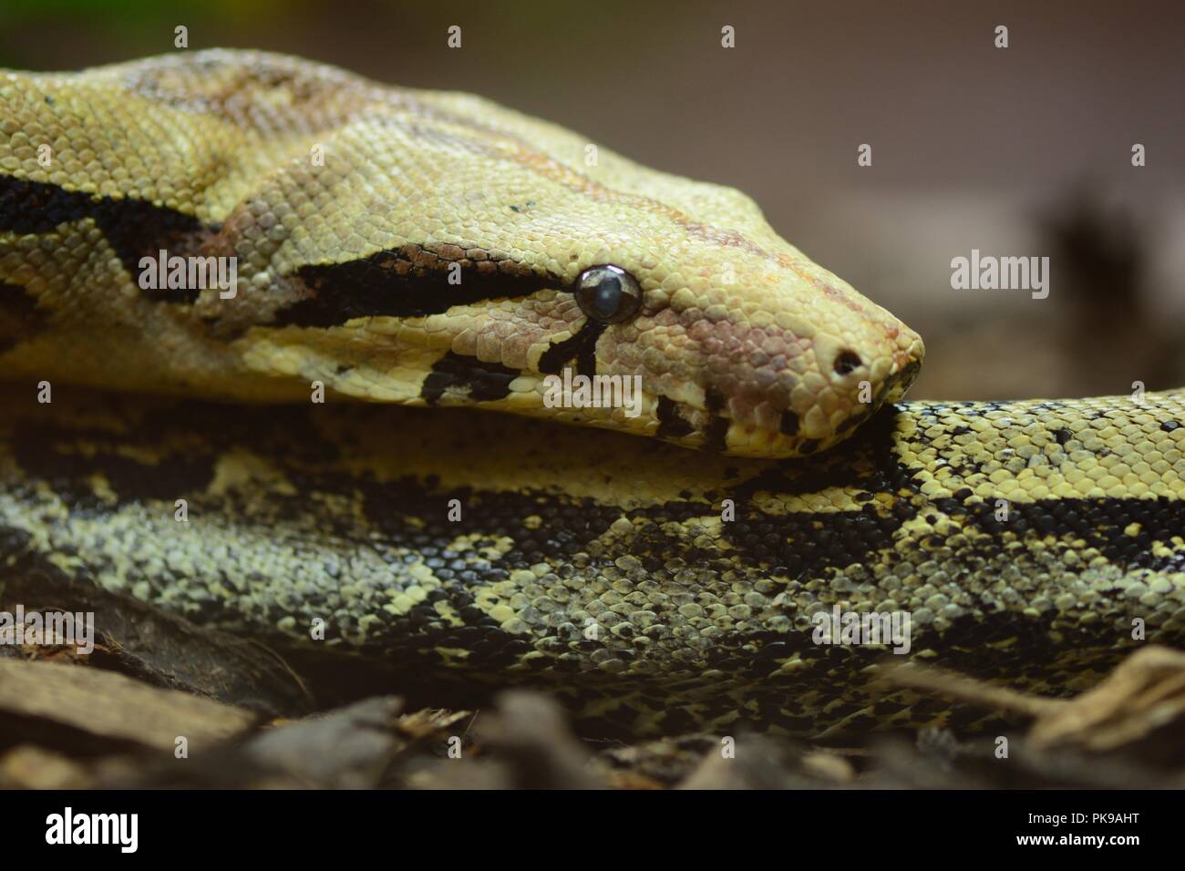 Head shot of a boa constrictor Stock Photo - Alamy