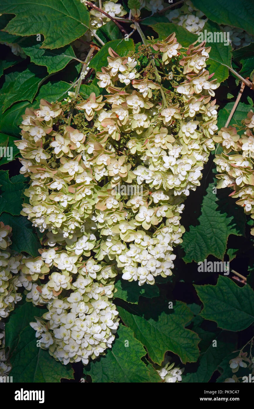 Oakleaf hydrangea (Hydrangea quercifolia Stock Photo - Alamy