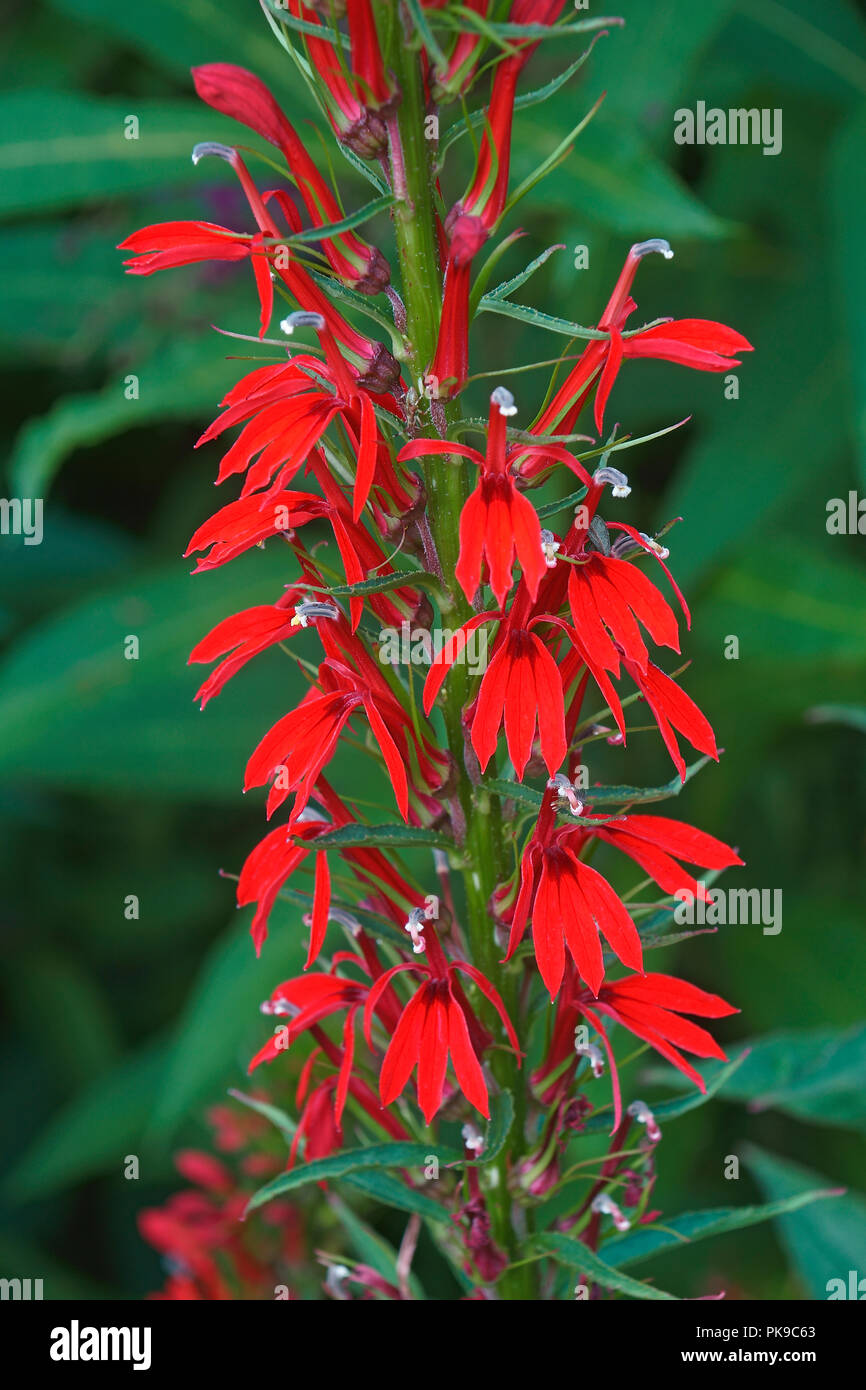 Cardinal flower (Lobelia cardinalis Stock Photo - Alamy