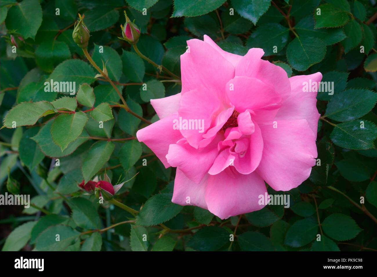 Hybrid rose (Rosa sp Stock Photo - Alamy