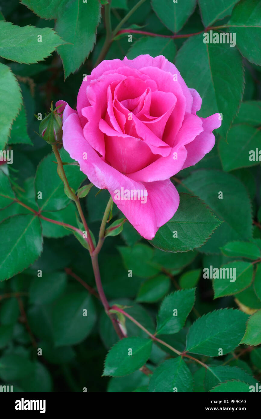 Hybrid rose (Rosa sp Stock Photo - Alamy