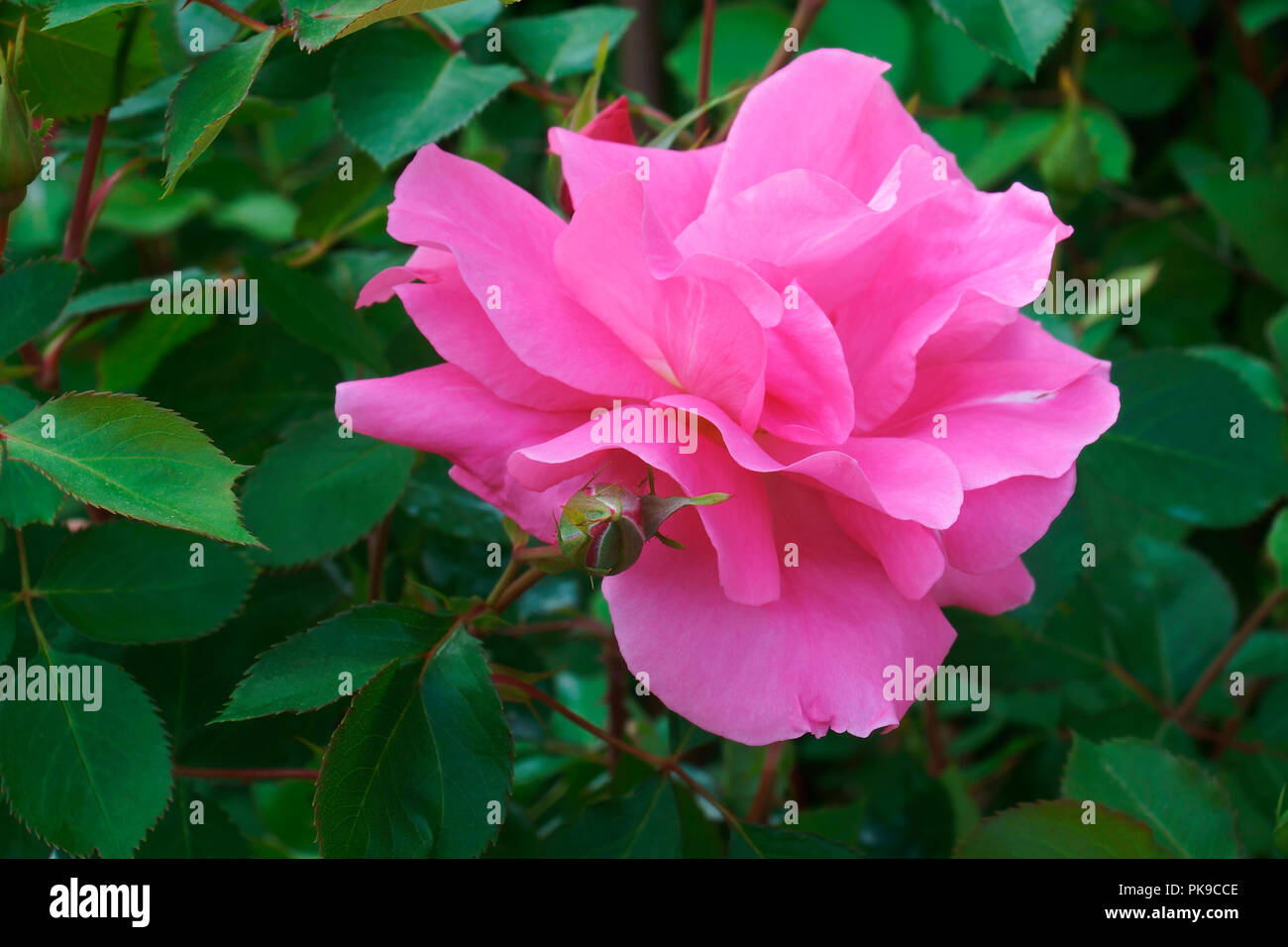 Hybrid rose (Rosa sp Stock Photo - Alamy