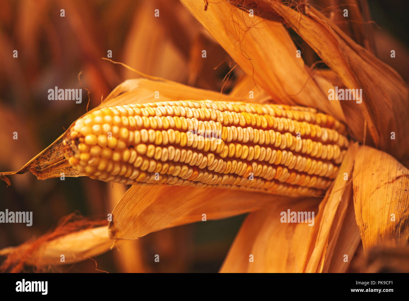 Kernels maize hi-res stock photography and images - Alamy