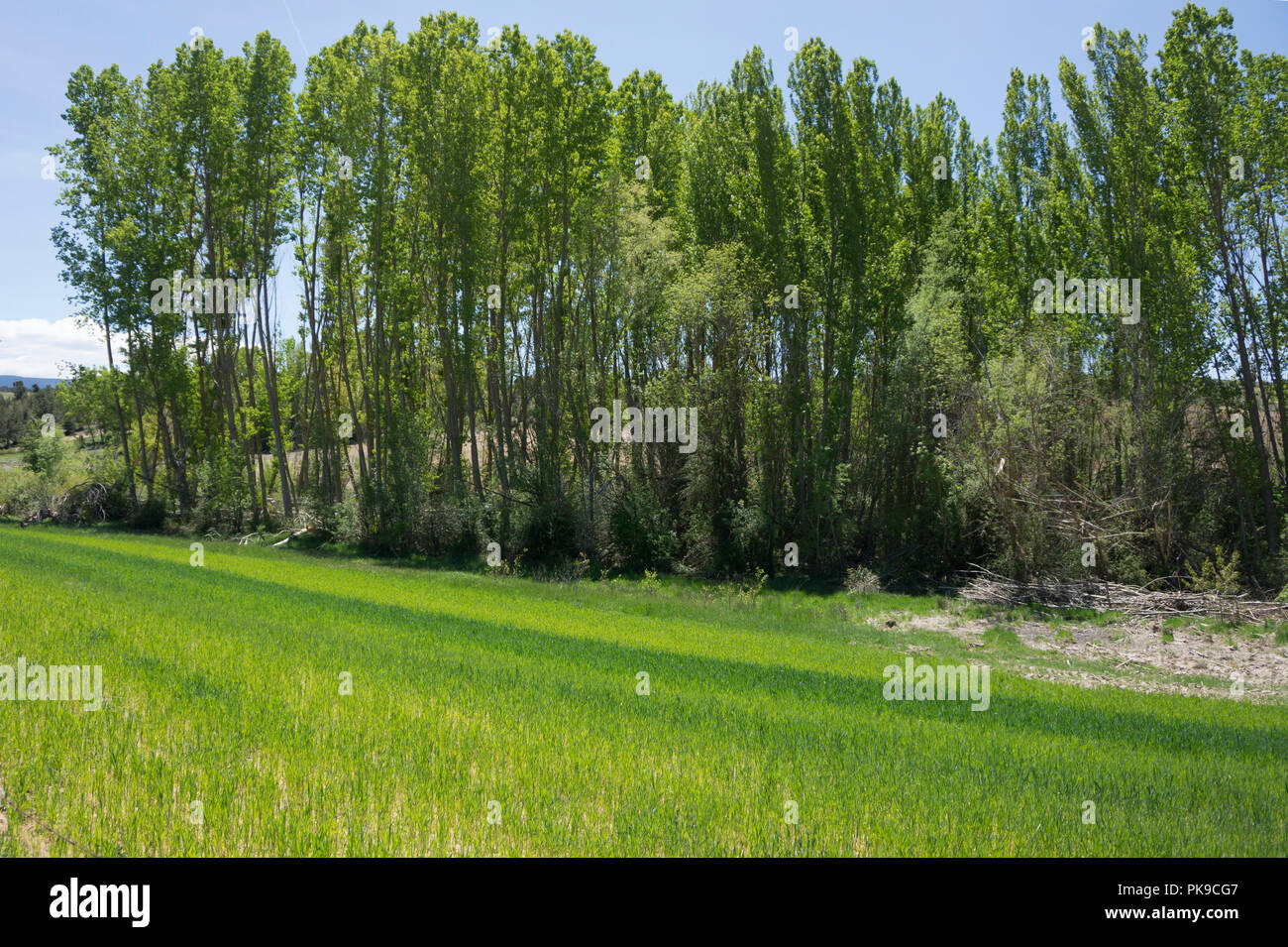 beautiful view of green luscious countryside Stock Photo - Alamy