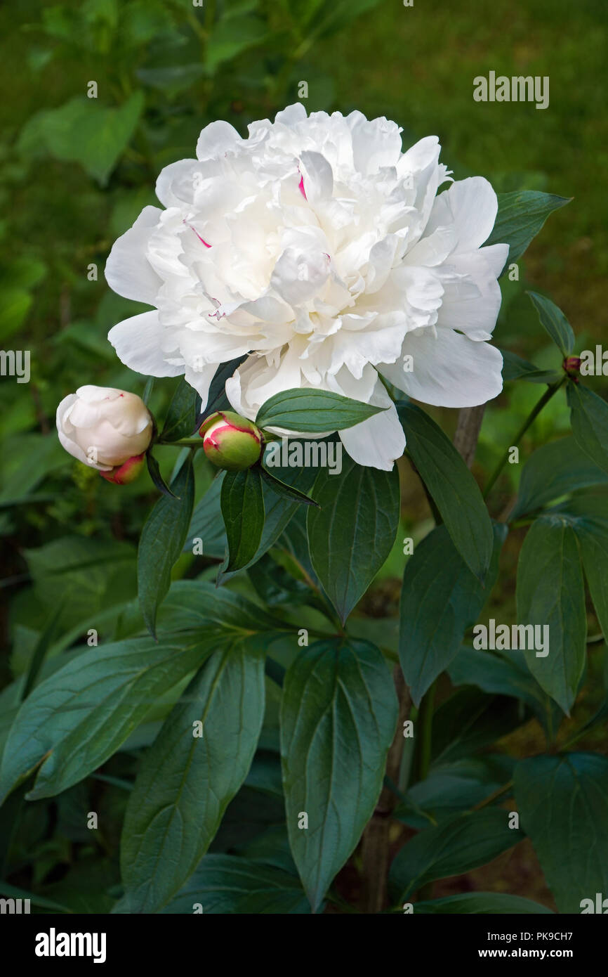 Chinese peony (Paeonia lactiflora). Called White Peony and Common ...