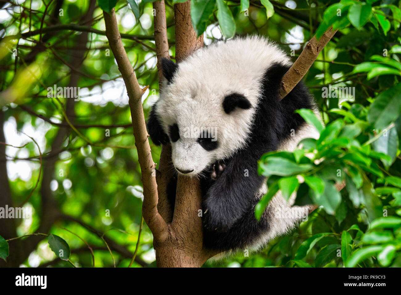 Giant panda bear in China Stock Photo - Alamy