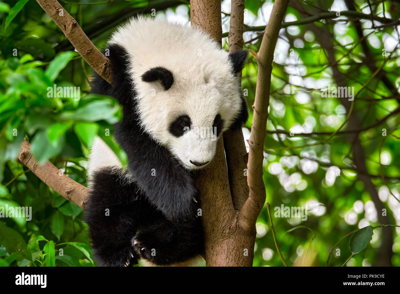 Giant panda bear in China Stock Photo - Alamy