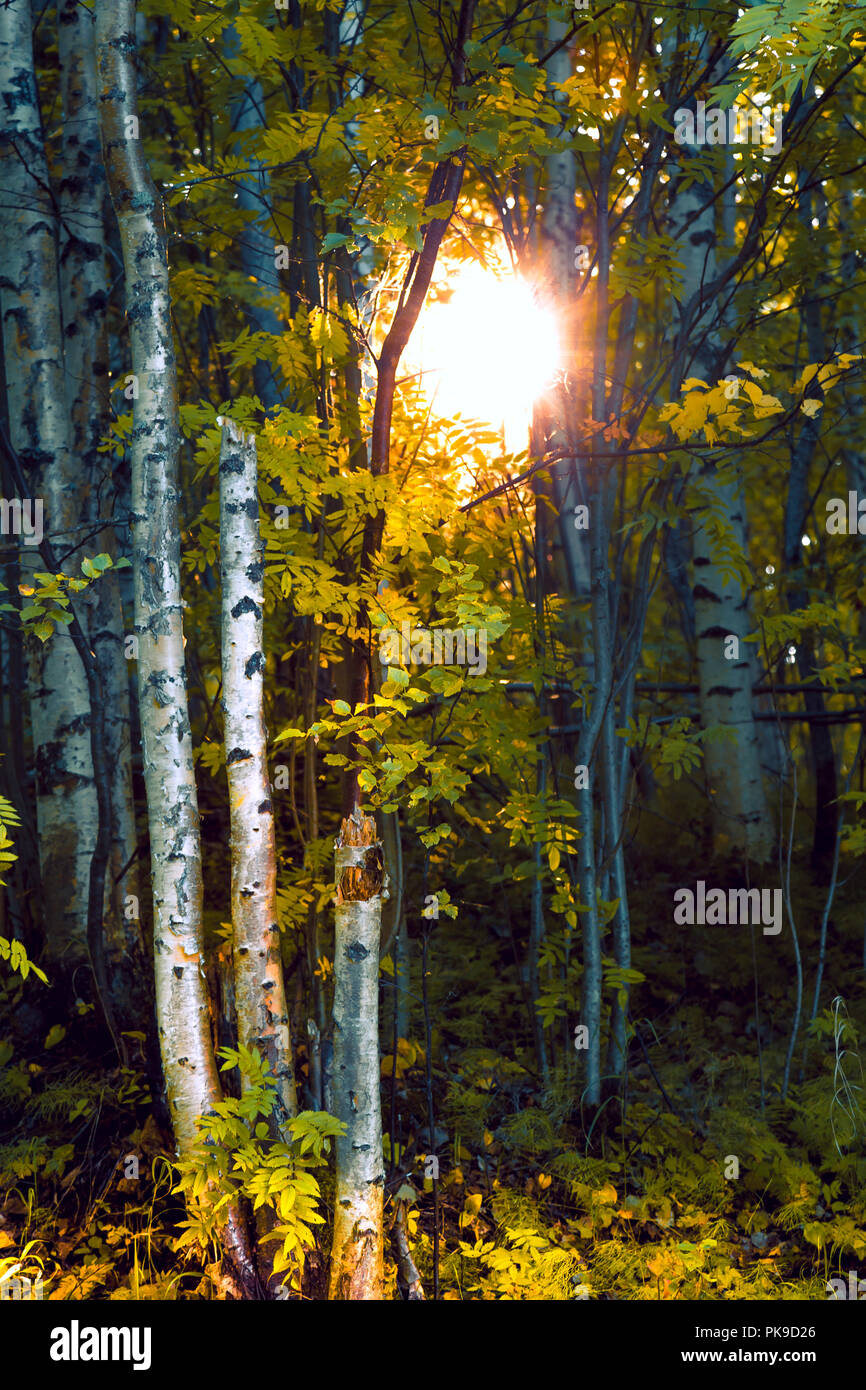 The sun shines through thick thickets of deciduous forest lighting ...