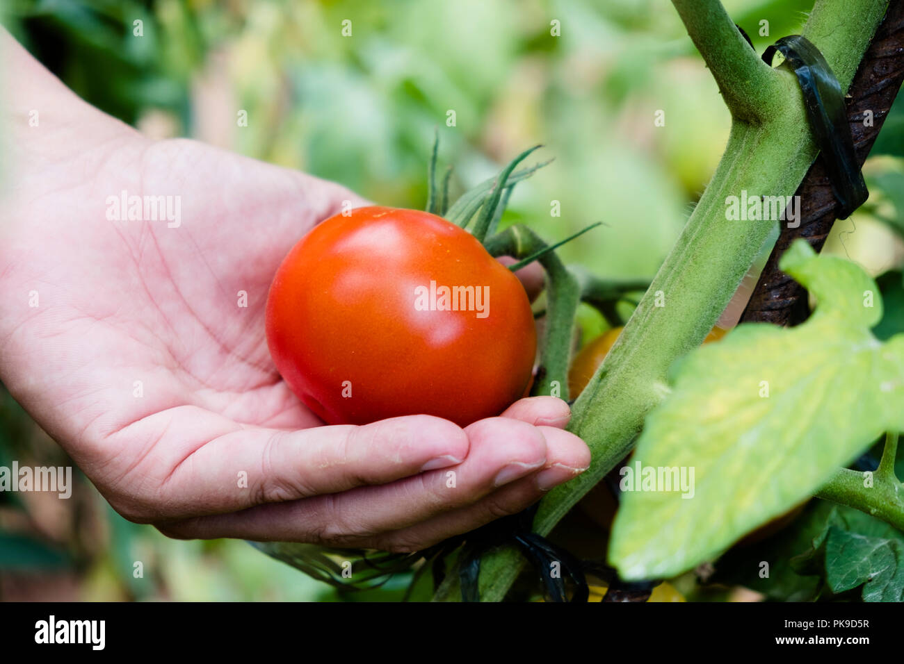 Tomato picking hi-res stock photography and images - Alamy