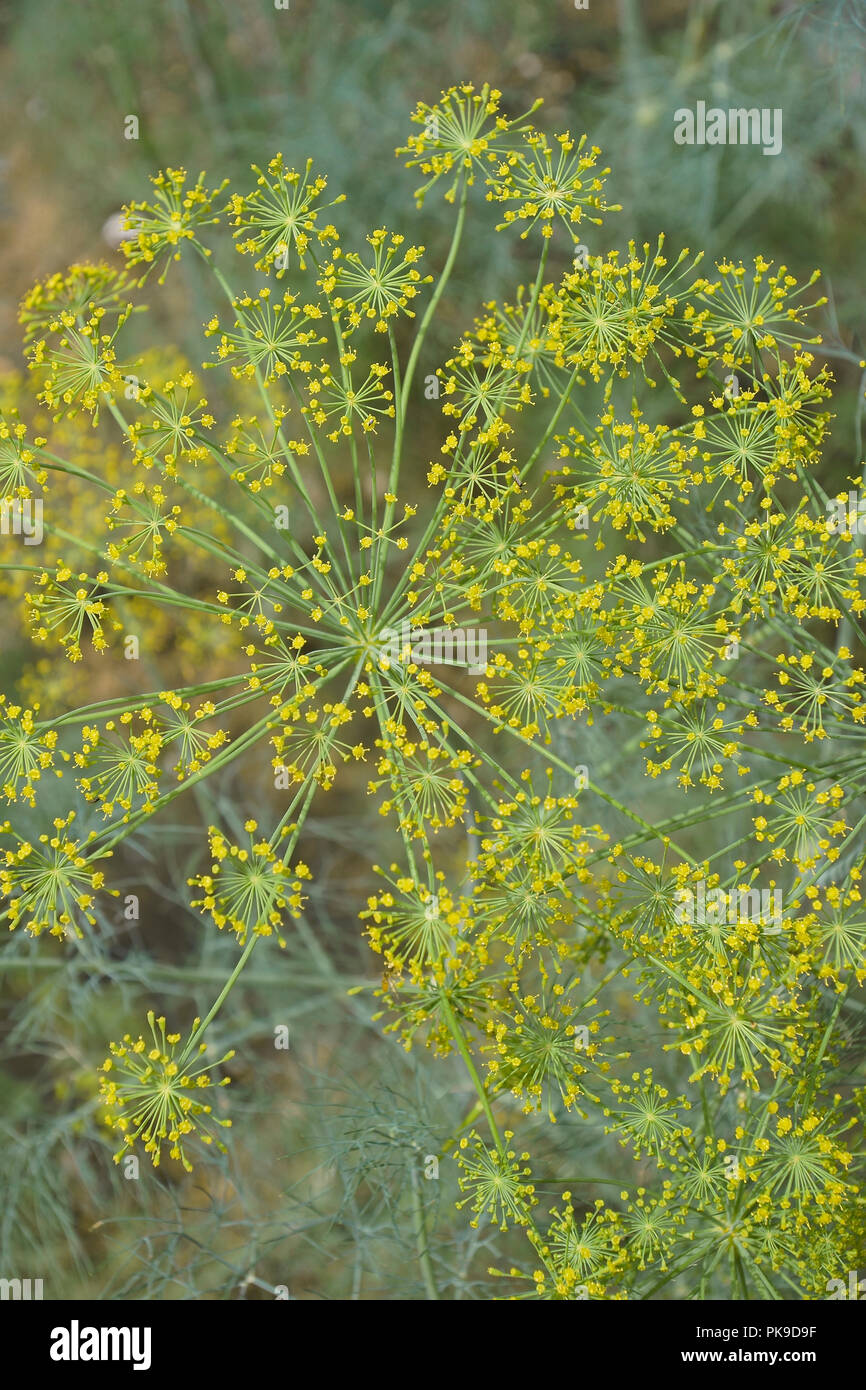 Dill (Anethum graveolens Stock Photo - Alamy