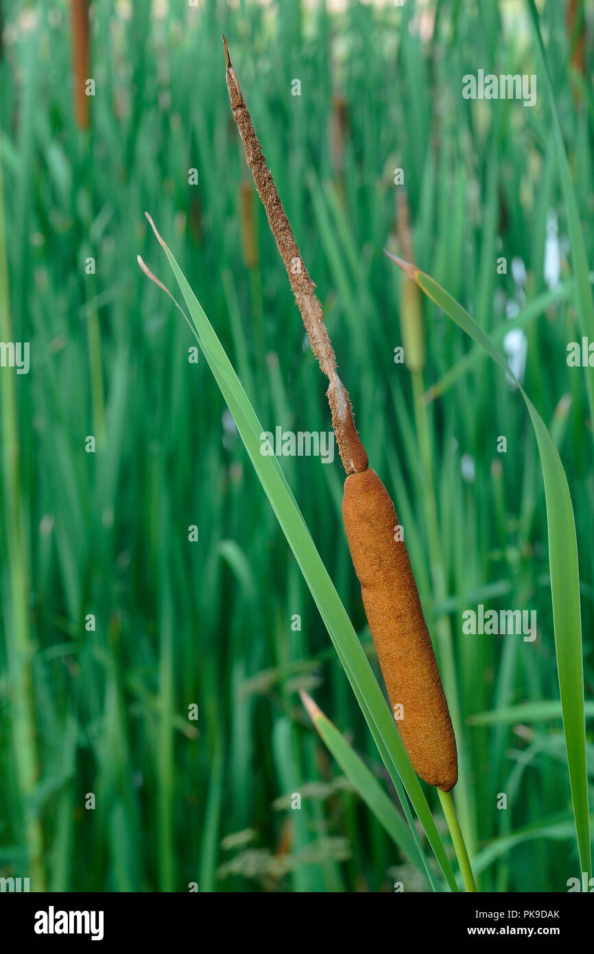 Common bulrush (Typha latifolia). Called Broadleaf cattail, Great ...
