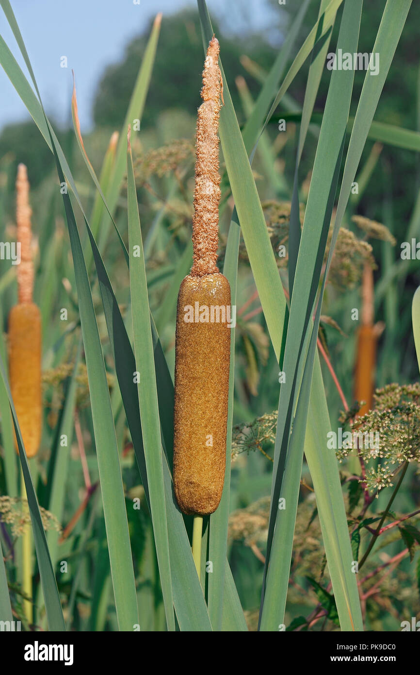 Common bulrush (Typha latifolia). Called Broadleaf cattail, Great ...