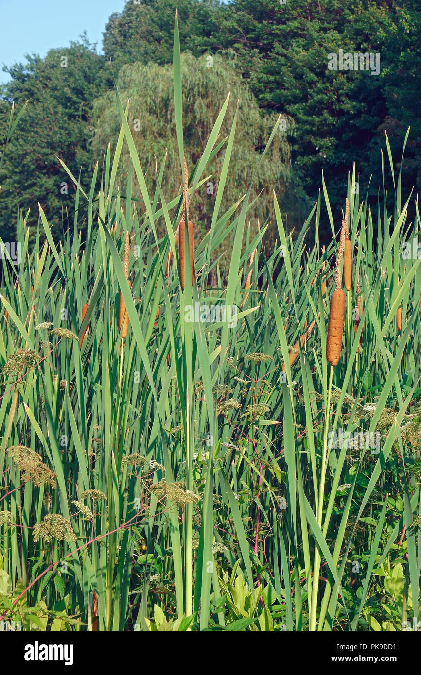 Common bulrush (Typha latifolia). Called Broadleaf cattail, Great ...