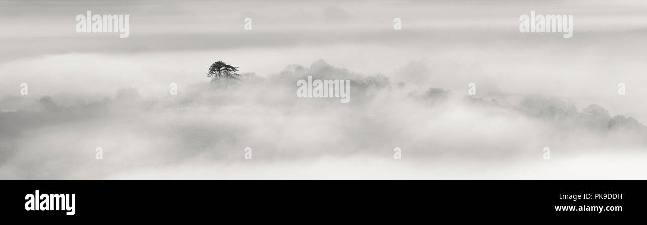 Lone tree in Mist, on a cold December morning Stock Photo - Alamy