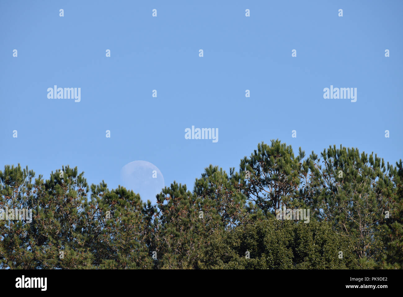 Stand of fir trees hi-res stock photography and images - Alamy