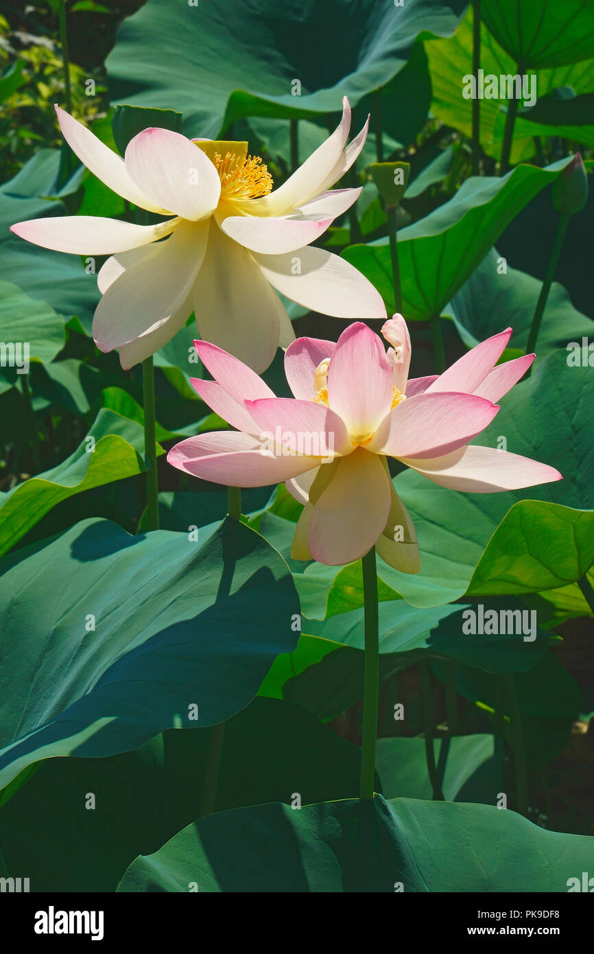 Sacred lotus (Nelumbo nucifera). Known also as Indian Lotus, Bean of ...