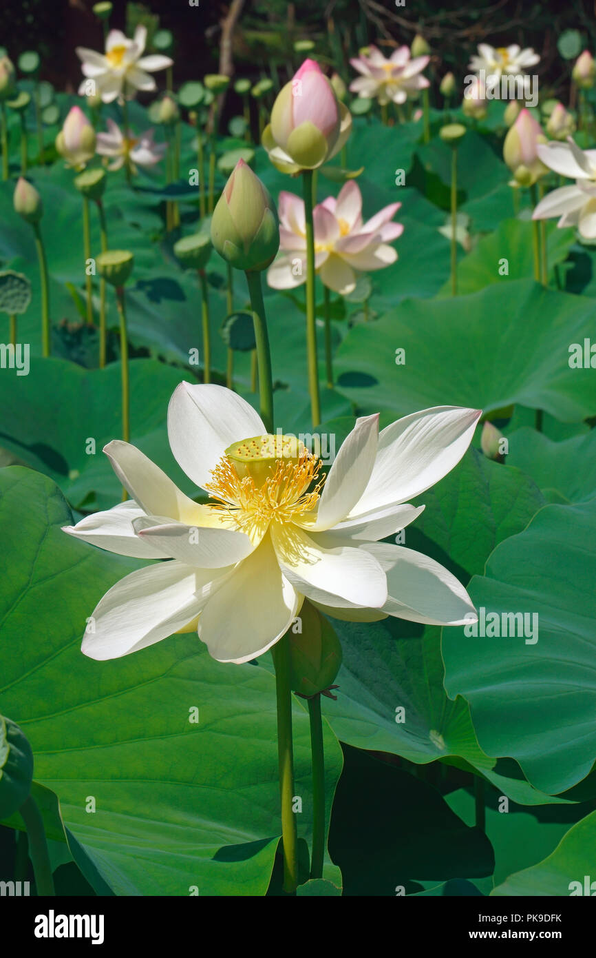Sacred lotus (Nelumbo nucifera). Known also as Indian Lotus, Bean of ...