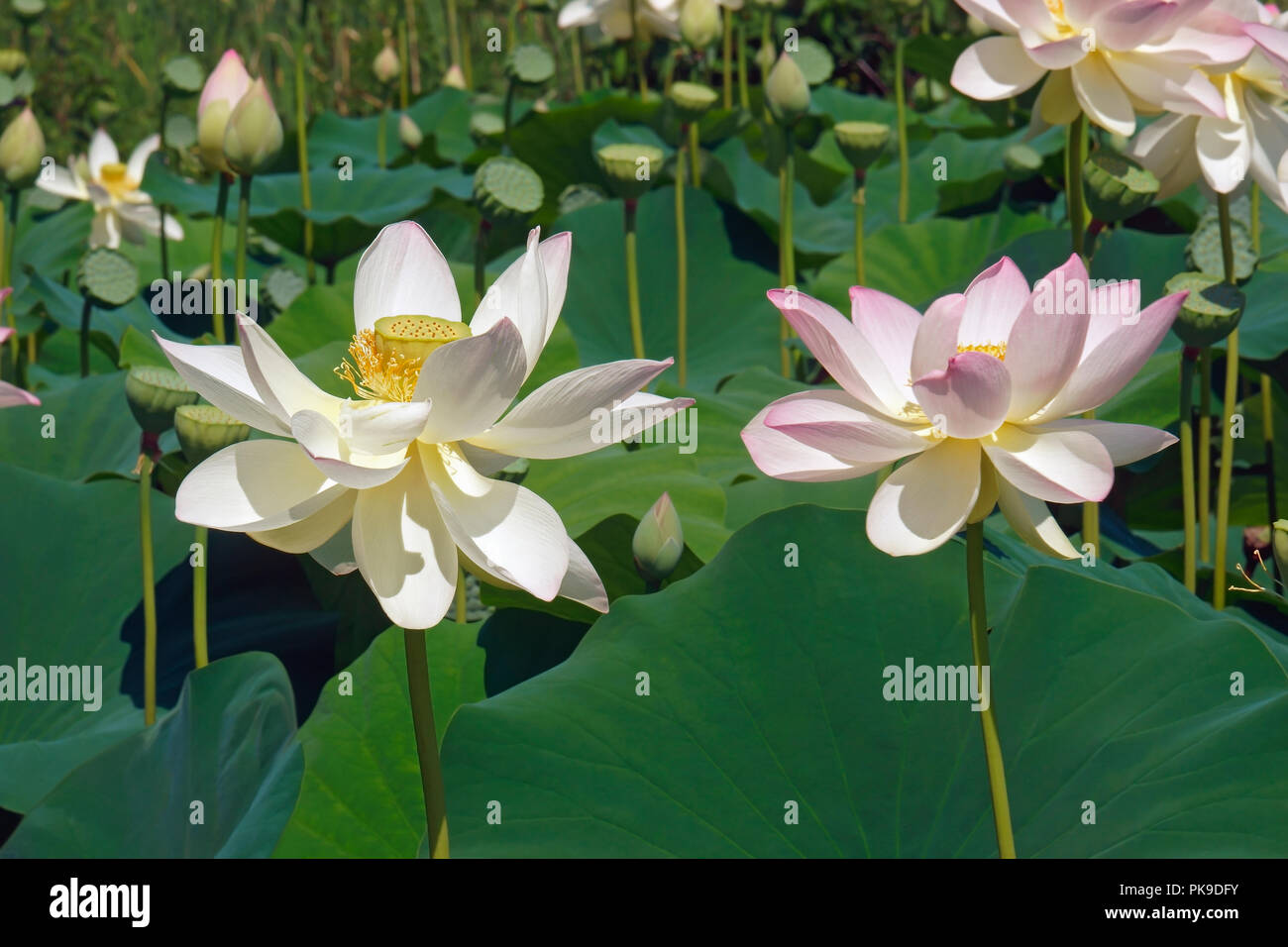 Sacred lotus (Nelumbo nucifera). Known also as Indian Lotus, Bean of ...