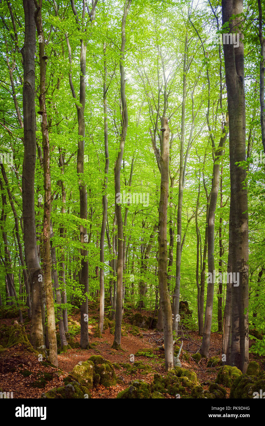 Forestbackgrounds hi-res stock photography and images - Alamy