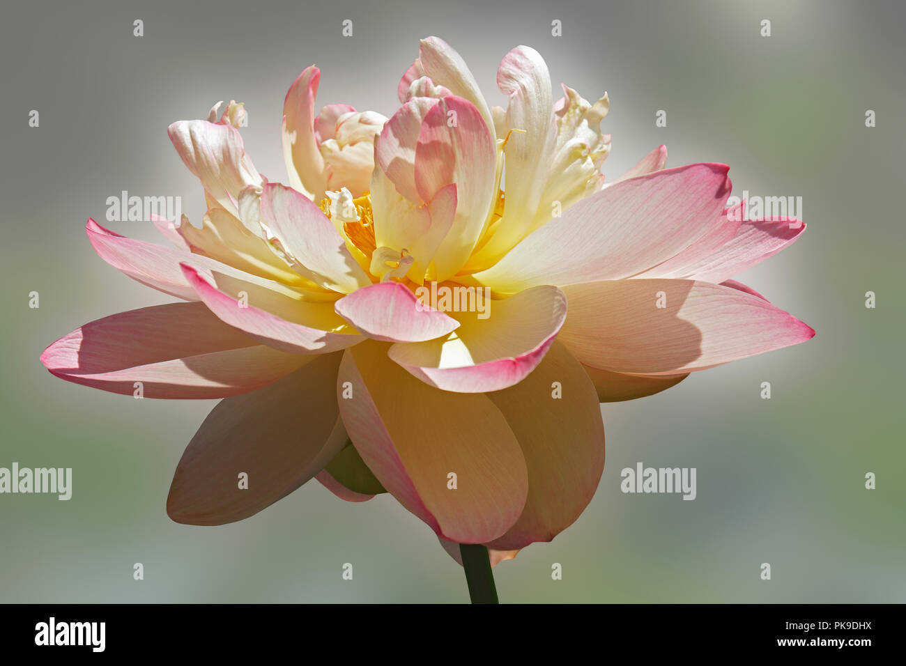 Sacred lotus (Nelumbo nucifera). Known also as Indian Lotus, Bean of ...