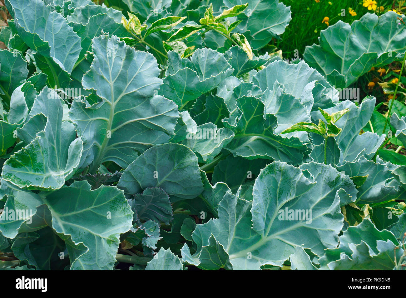 Sea kale hi-res stock photography and images - Alamy
