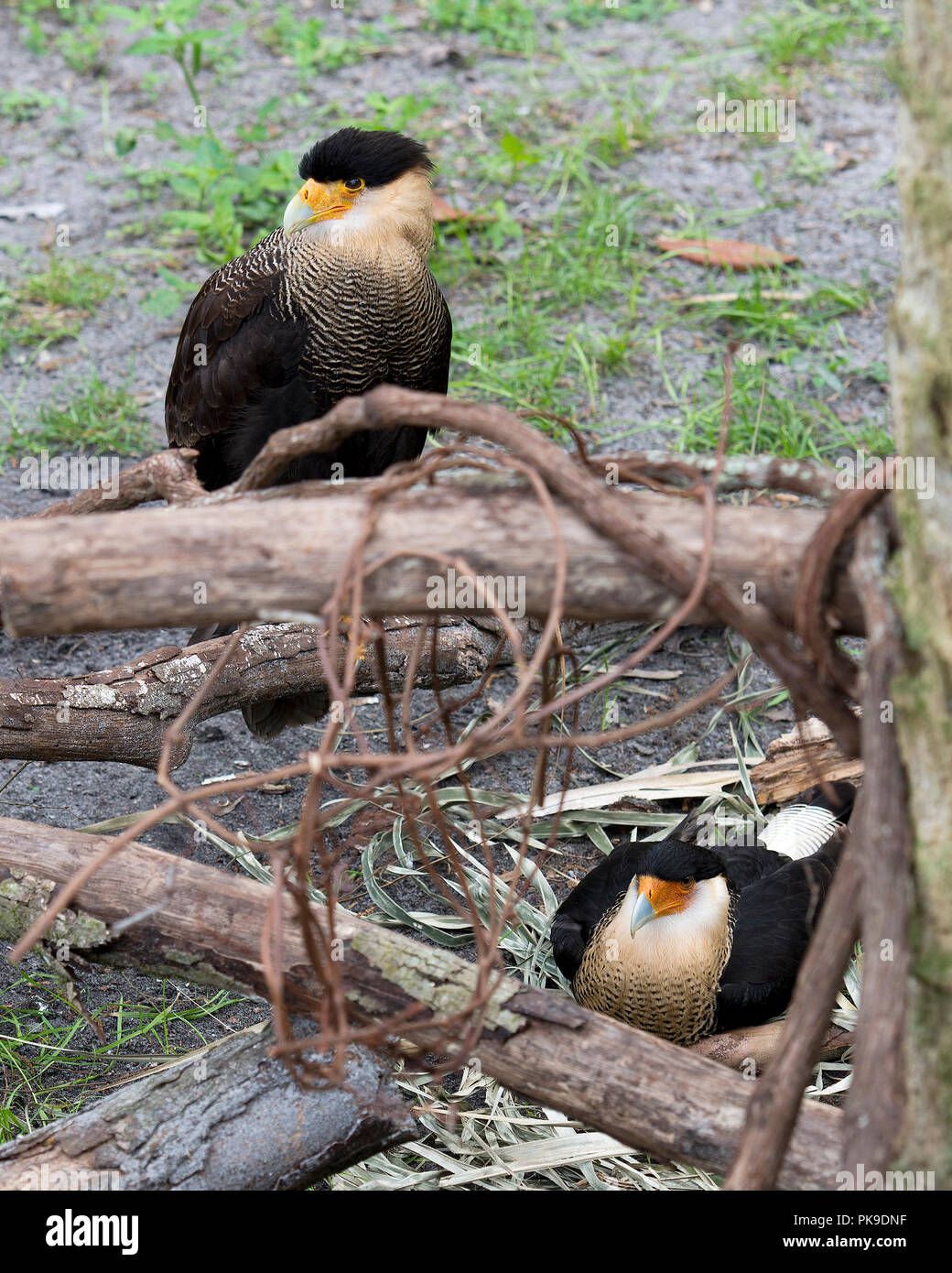 Caracara bird couple on the ground displaying their plumage, beak, head ...